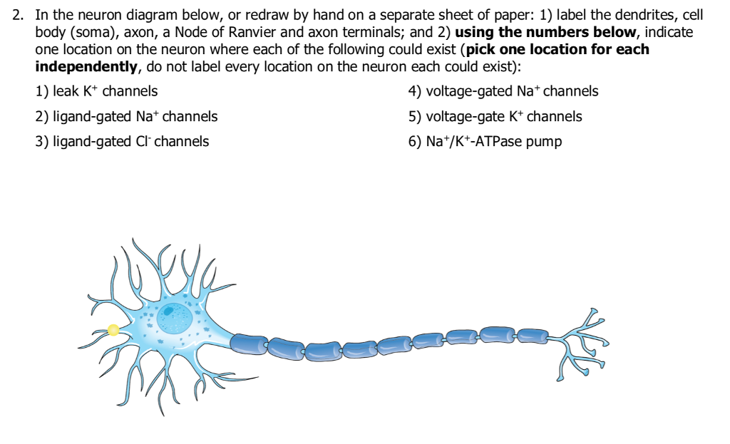 Solved 2. In the neuron diagram below, or redraw by hand on | Chegg.com