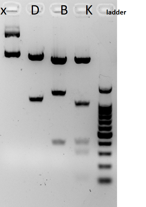 Solved Calculate the lengths in base pairs of X, D, K and B | Chegg.com