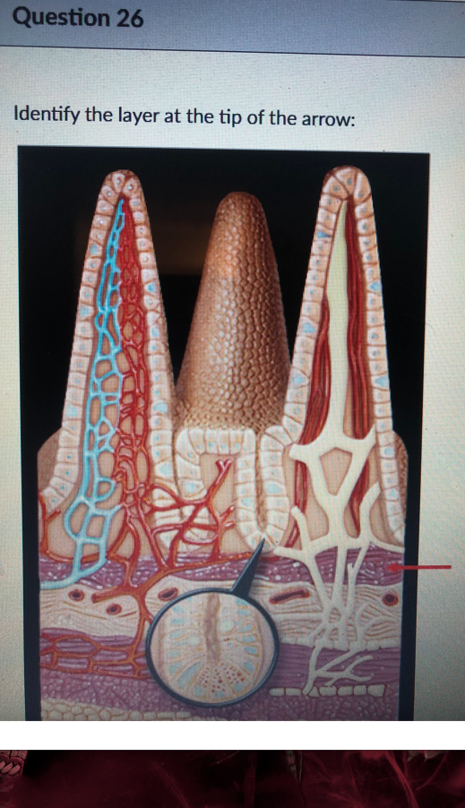 Solved Question 25 Identify the structure at the tip of the | Chegg.com