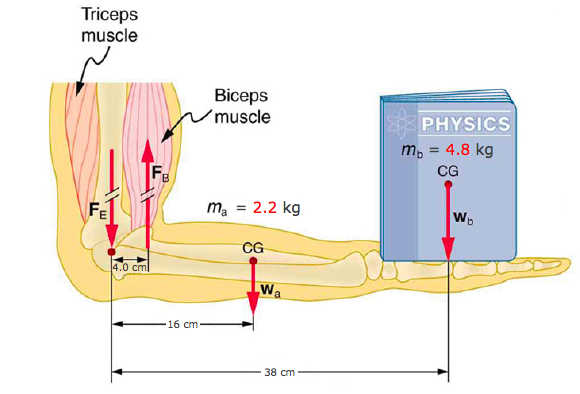 Solved Need help with (b) In the figure below, the biceps | Chegg.com
