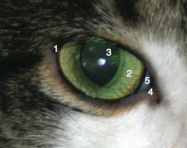 Solved 1 3 2 5 4 | Chegg.com