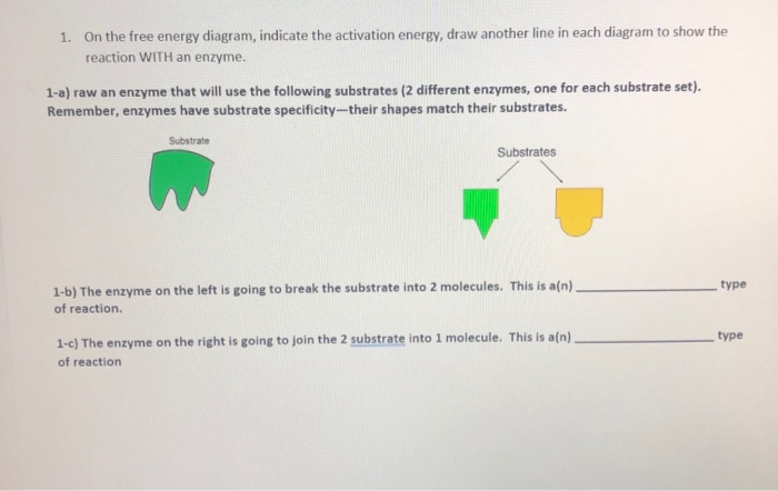 Solved On the free energy diagram, indicate the activation | Chegg.com