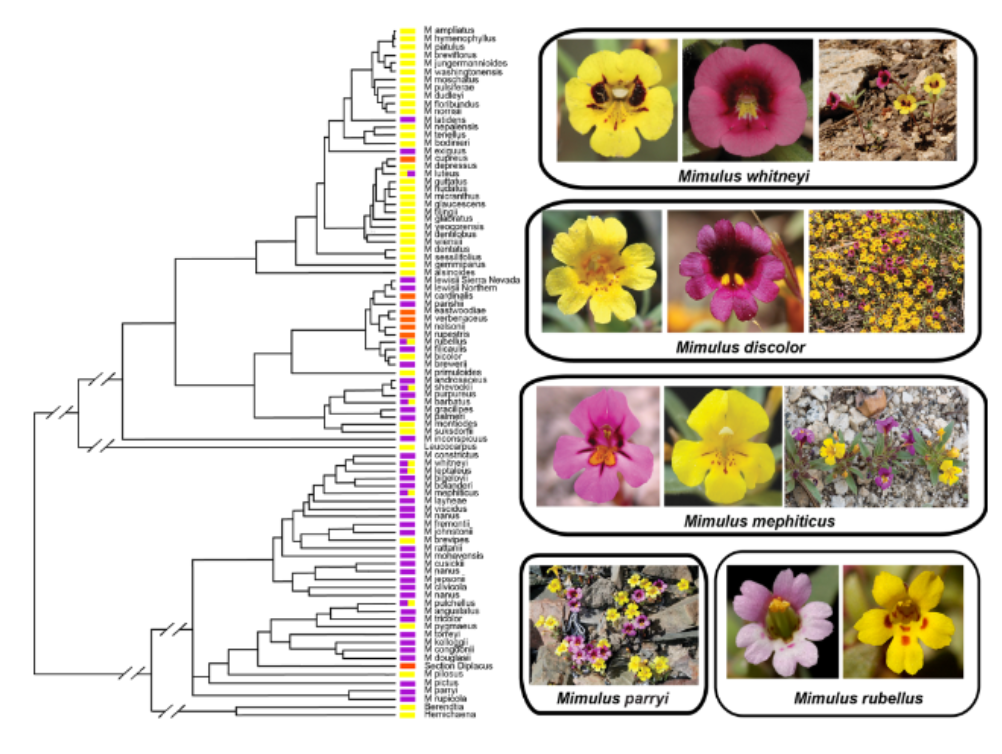 Solved Phylogeny and character state evolution 4. (8 pts | Chegg.com