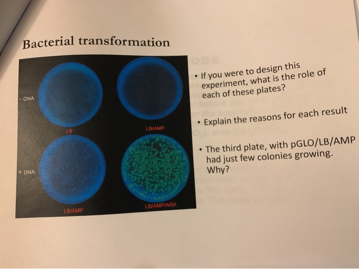Solved Bacterial transformation . If you were to design this | Chegg.com