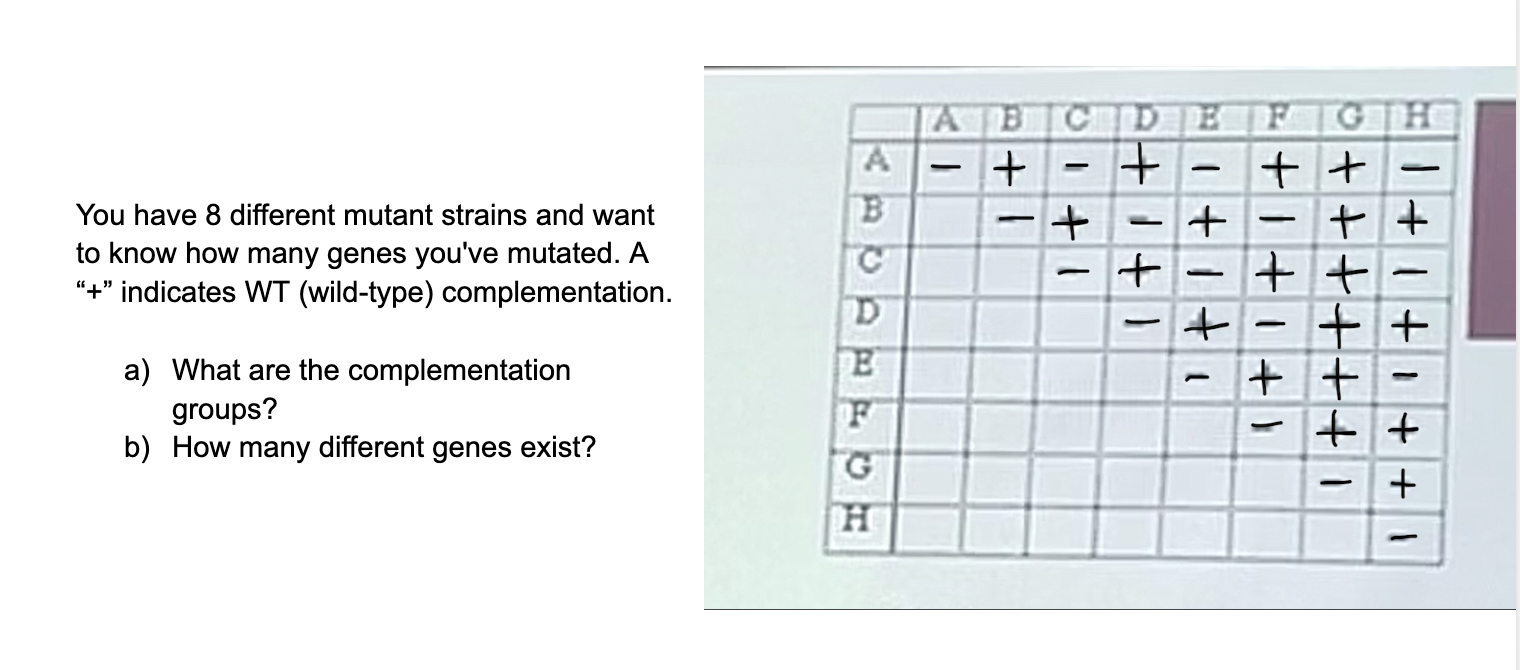 Solved You have 8 different mutant strains and want to know | Chegg.com