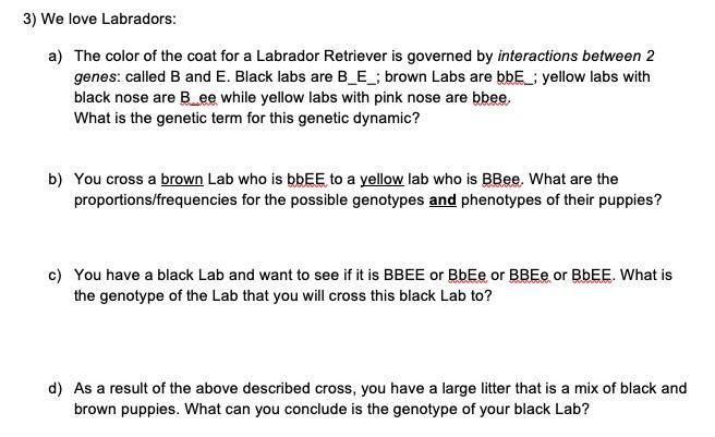 Solved 3) We love Labradors: a) The color of the coat for a | Chegg.com