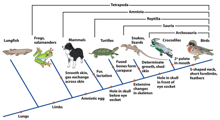 Solved In the tree above, which character is an example of | Chegg.com