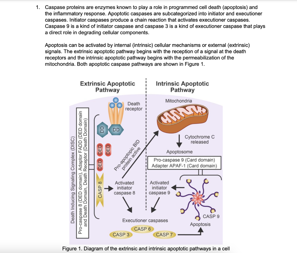 Solved 1. Caspase proteins are enzymes known to play a role | Chegg.com