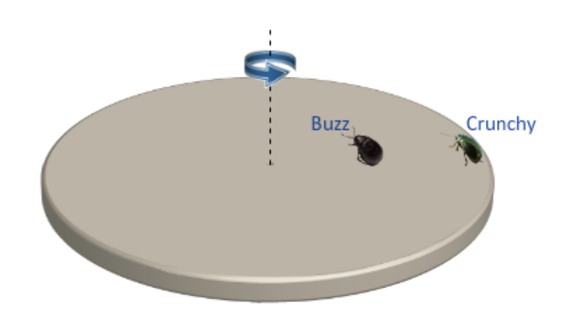 Solved Two bugs, Buzz and Crunchy, are siting on a | Chegg.com