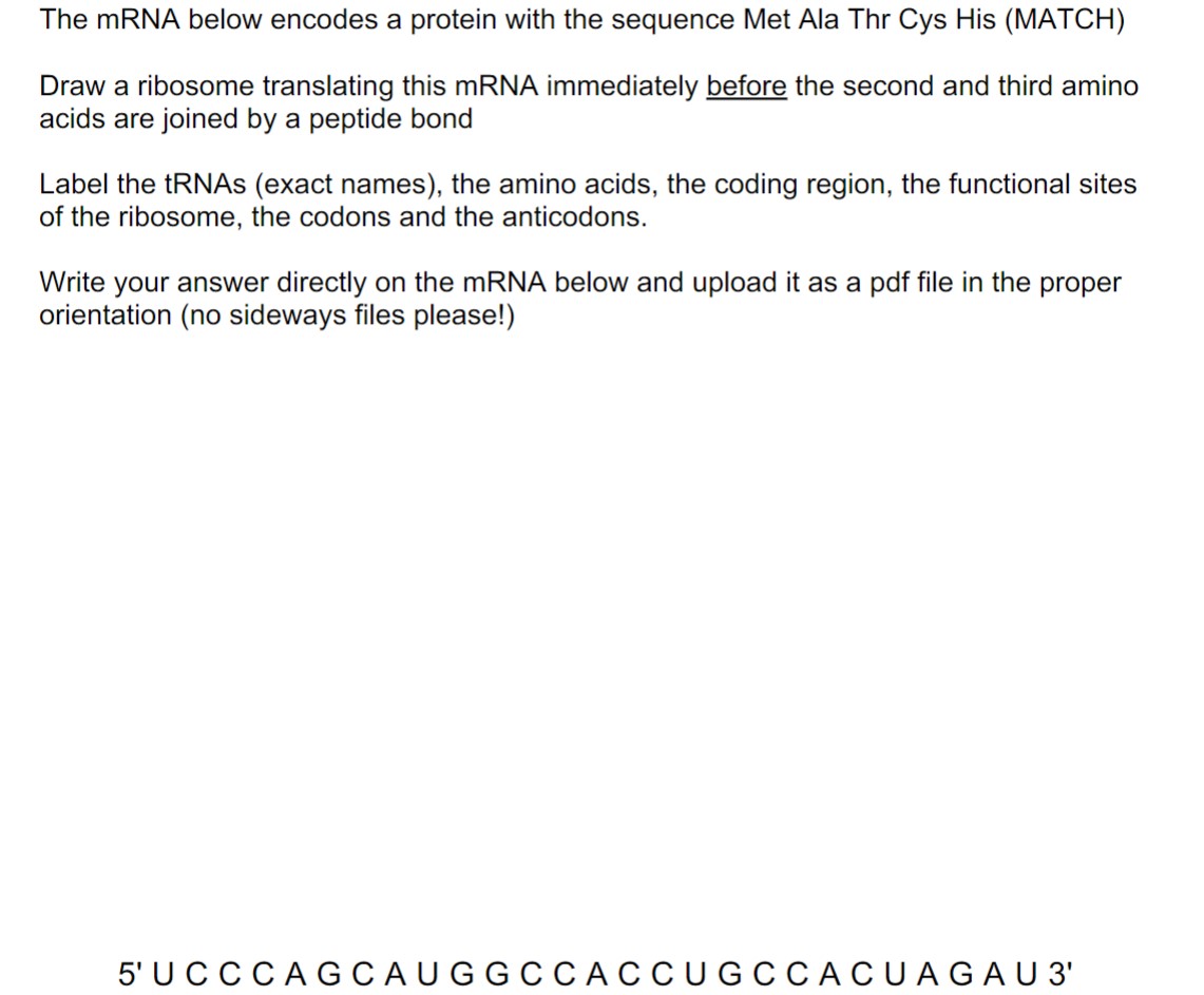 Solved The mRNA below encodes a protein with the sequence | Chegg.com