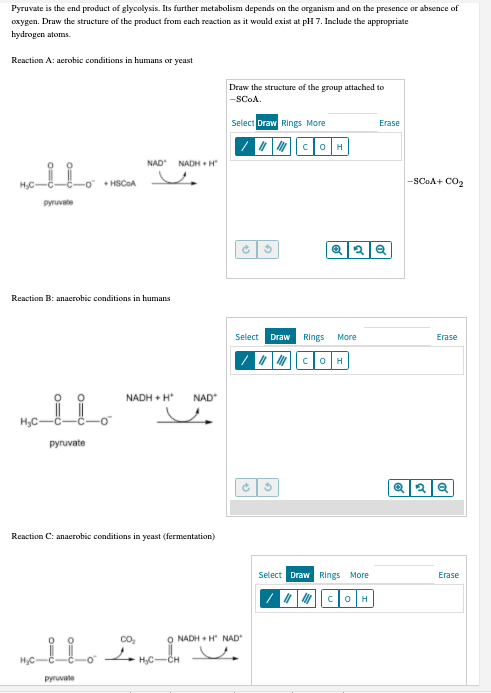 Solved Pyruvate is the end product of glycolysis. Its | Chegg.com