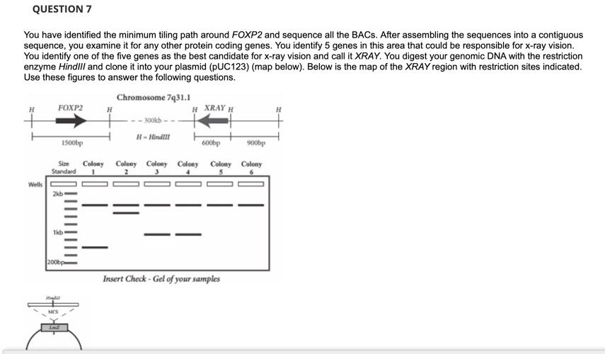 Solved QUESTION 7 You have identified the minimum tiling | Chegg.com