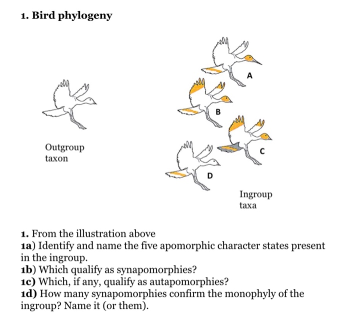 Solved 1. Bird phylogeny Outgroup taxon Ingroup taxa 1. From | Chegg.com