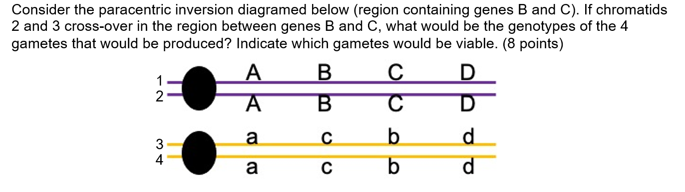 Solved С Consider the paracentric inversion diagramed below | Chegg.com