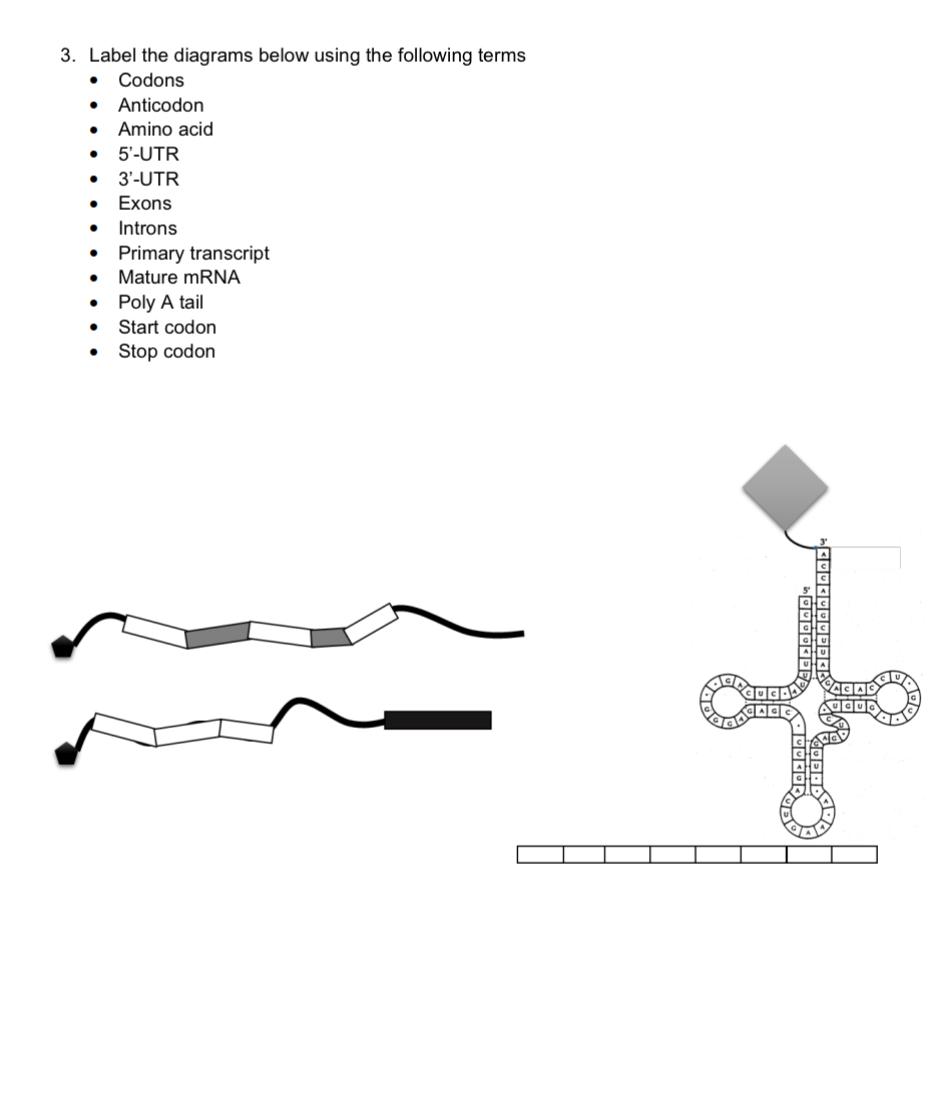 Solved 3. Label the diagrams below using the following terms | Chegg.com