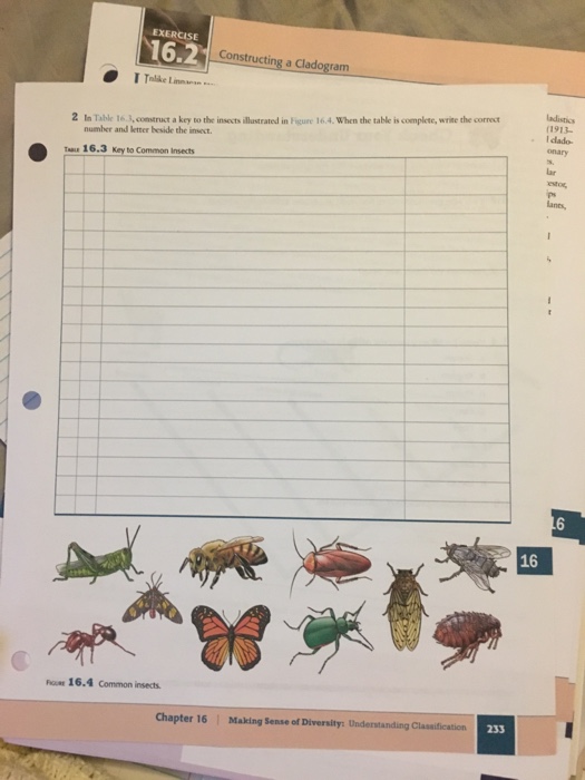 In Table 16.3, construct a key to the insects | Chegg.com