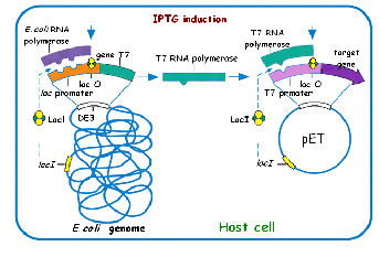 Solved The T7 expression system is one of the most powerful | Chegg.com