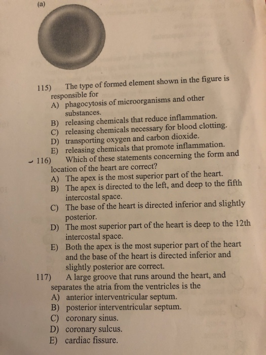 Solved The type of formed element shown in the figure is | Chegg.com