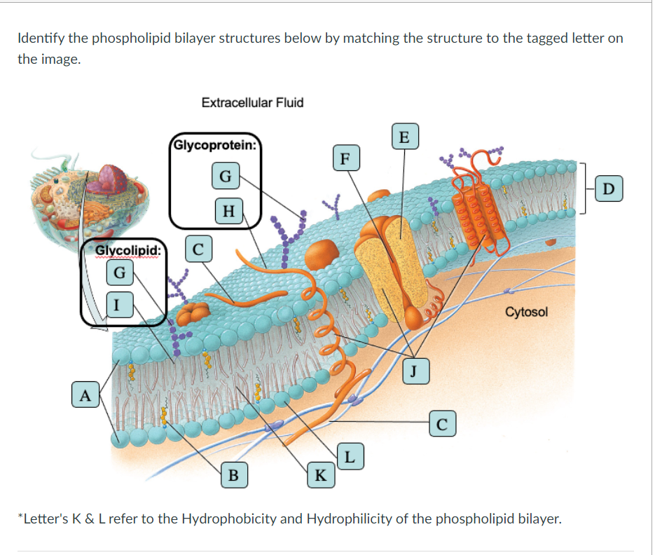 Solved These are the options: Pore Phospholipids Lipid | Chegg.com