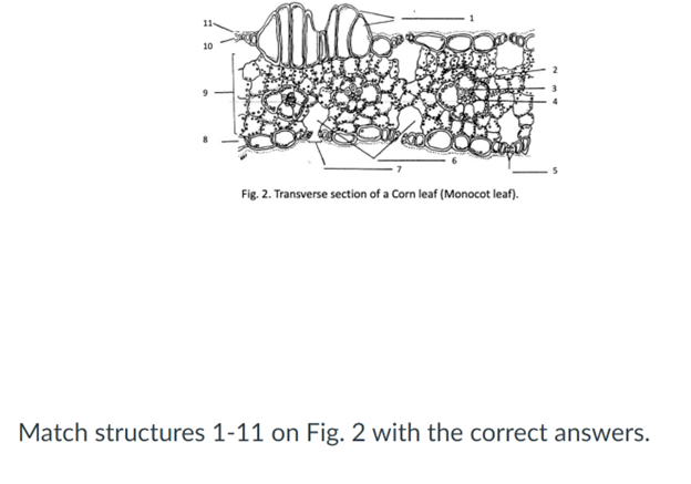 Solved Fig. 2. Transverse section of a Corn leaf (Monocot | Chegg.com