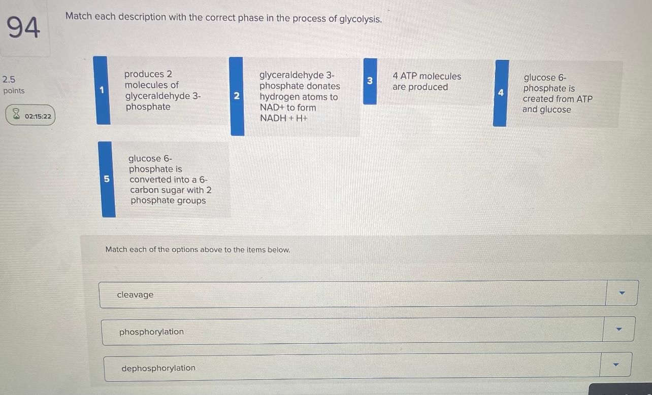 Solved Match each description with the correct phase in the | Chegg.com