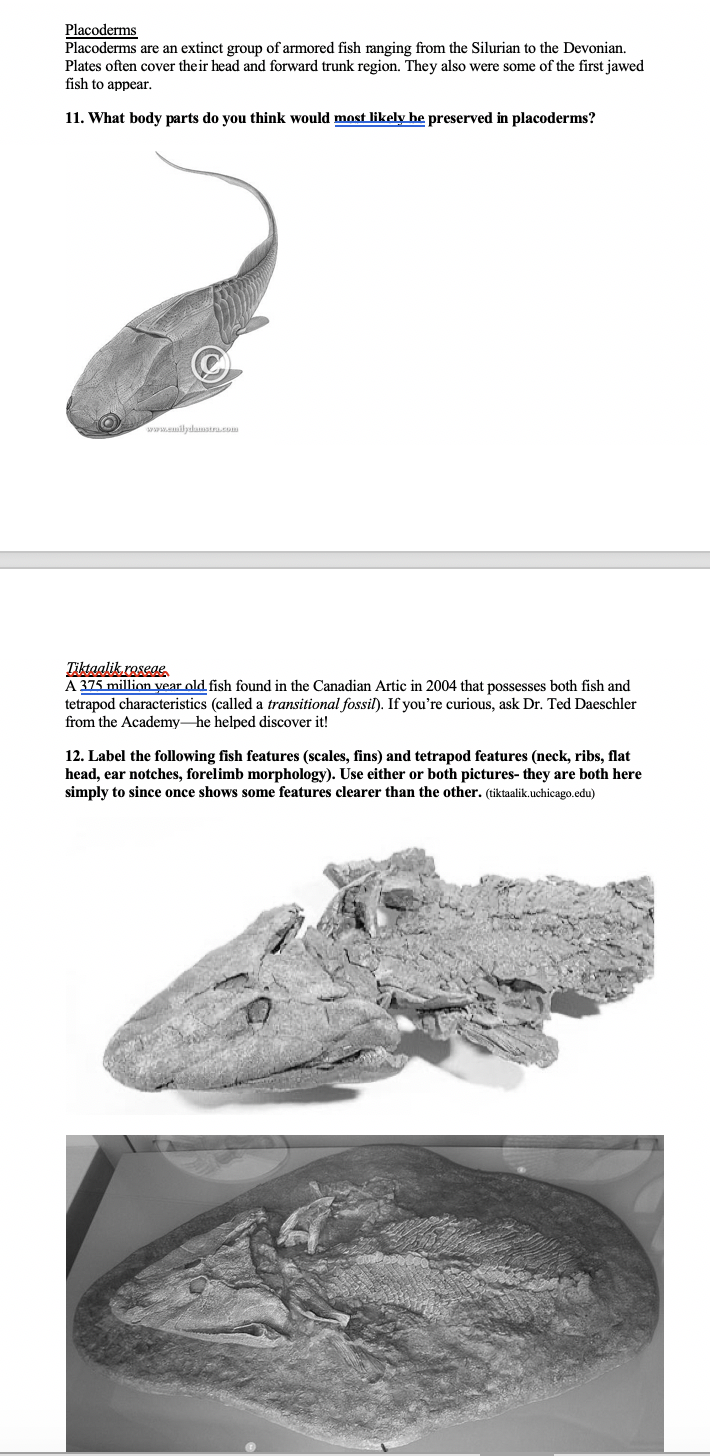 Solved Placoderms Placoderms are an extinct group of armored | Chegg.com
