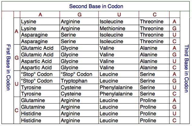 Solved Using the codon chart below: What are the codons for | Chegg.com