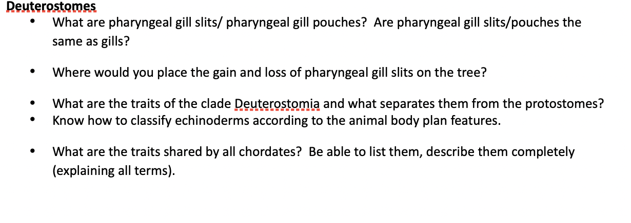 Solved Deuterostomes What are pharyngeal gill slits/ | Chegg.com