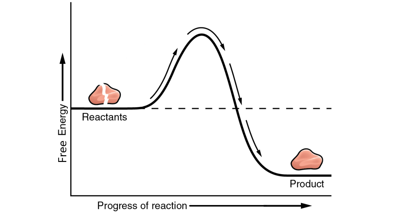 Solved 1. (A) The graph below represents the free energy | Chegg.com