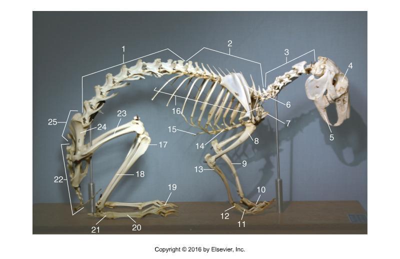 Solved Copyright (Q 2016 by Elsevier, Inc. | Chegg.com