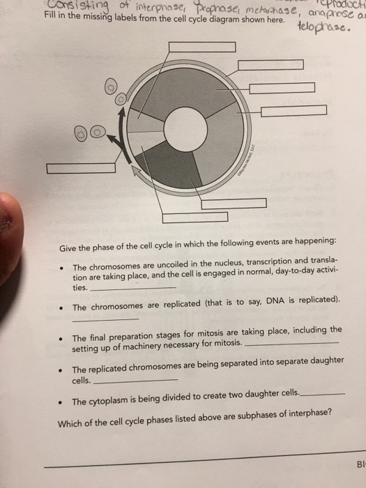 Solved Consisting ot ioterpnose, propase, mehihase, anapresc | Chegg.com