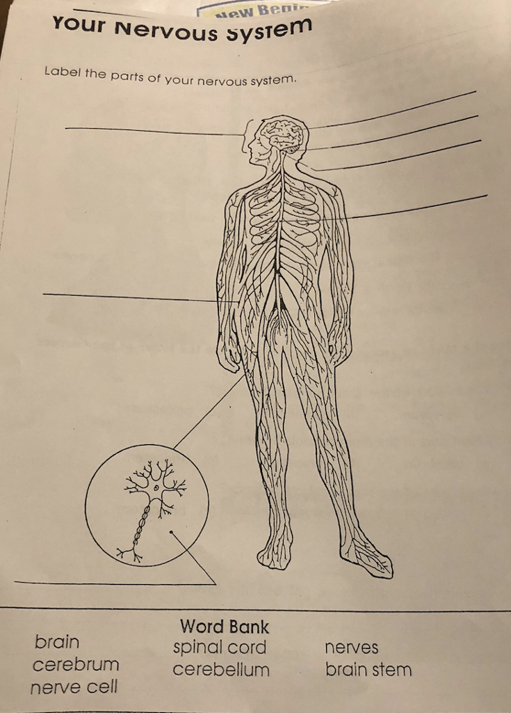 Solved Your Nervous syst Label the parts of your nervous | Chegg.com