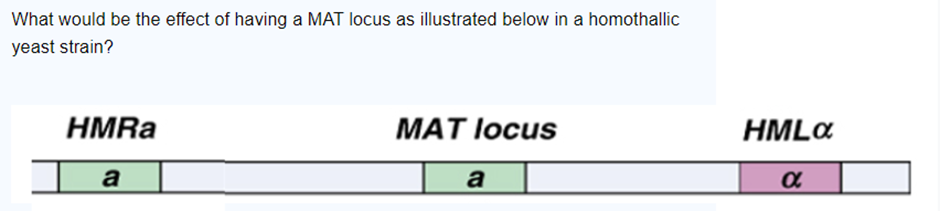 Solved What would be the effect of having a MAT locus as | Chegg.com