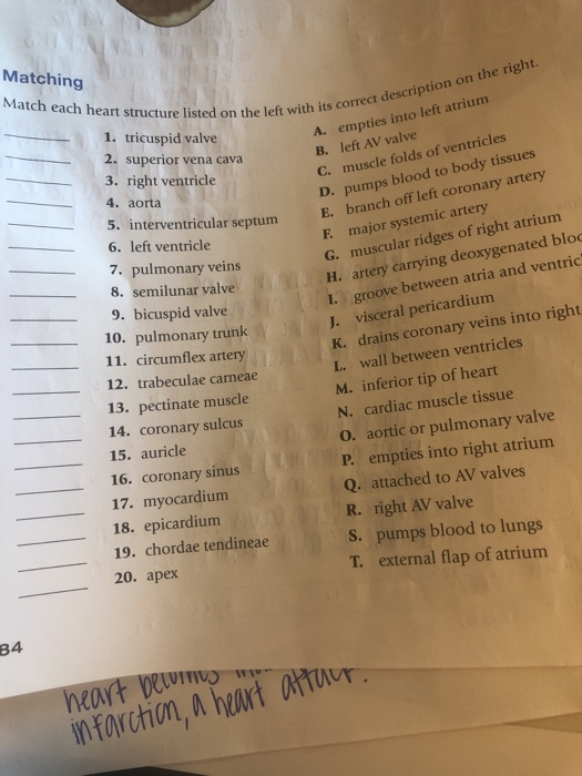 Solved Matching Match each heart structure listed sted l on | Chegg.com