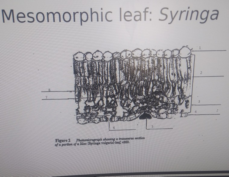 Solved Mesomorphic leaf: Syringa Figure 2 Photomicrograph | Chegg.com