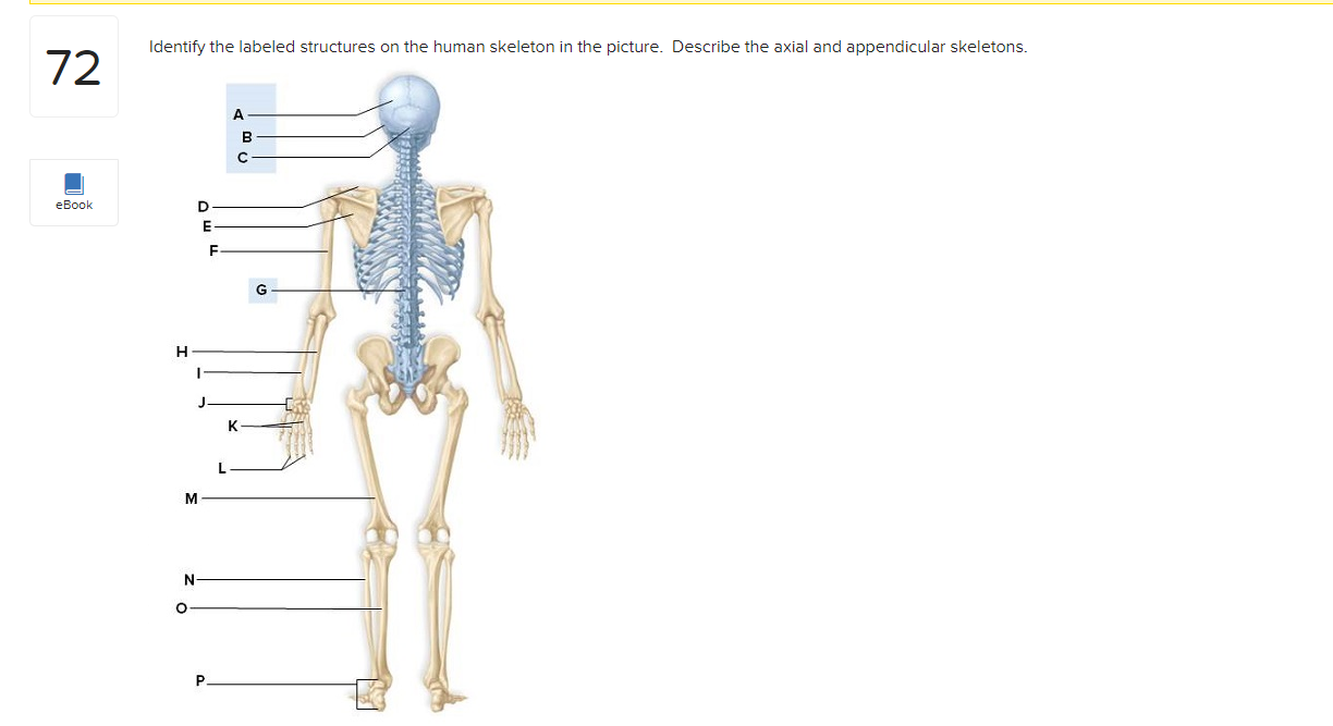 Solved Identify the labeled structures on the human skeleton | Chegg.com
