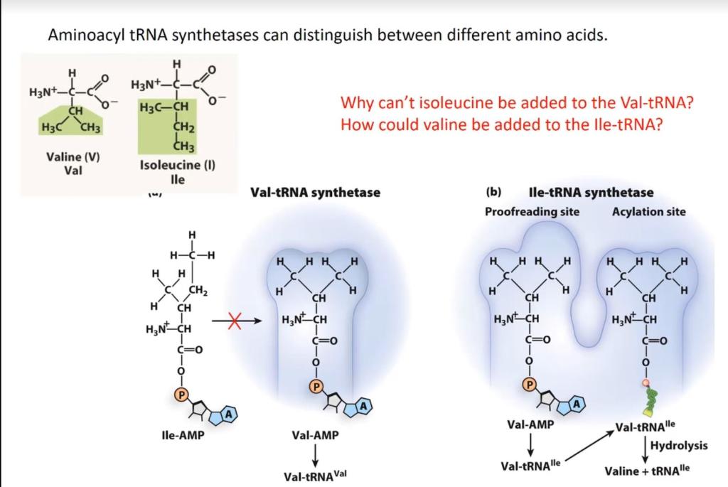 Solved Aminoacyl tRNA synthetases can distinguish between | Chegg.com