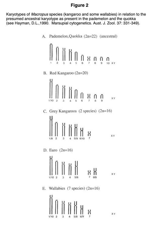 Solved Figure 2 Karyotypes of Macropus species (kangaroo and | Chegg.com