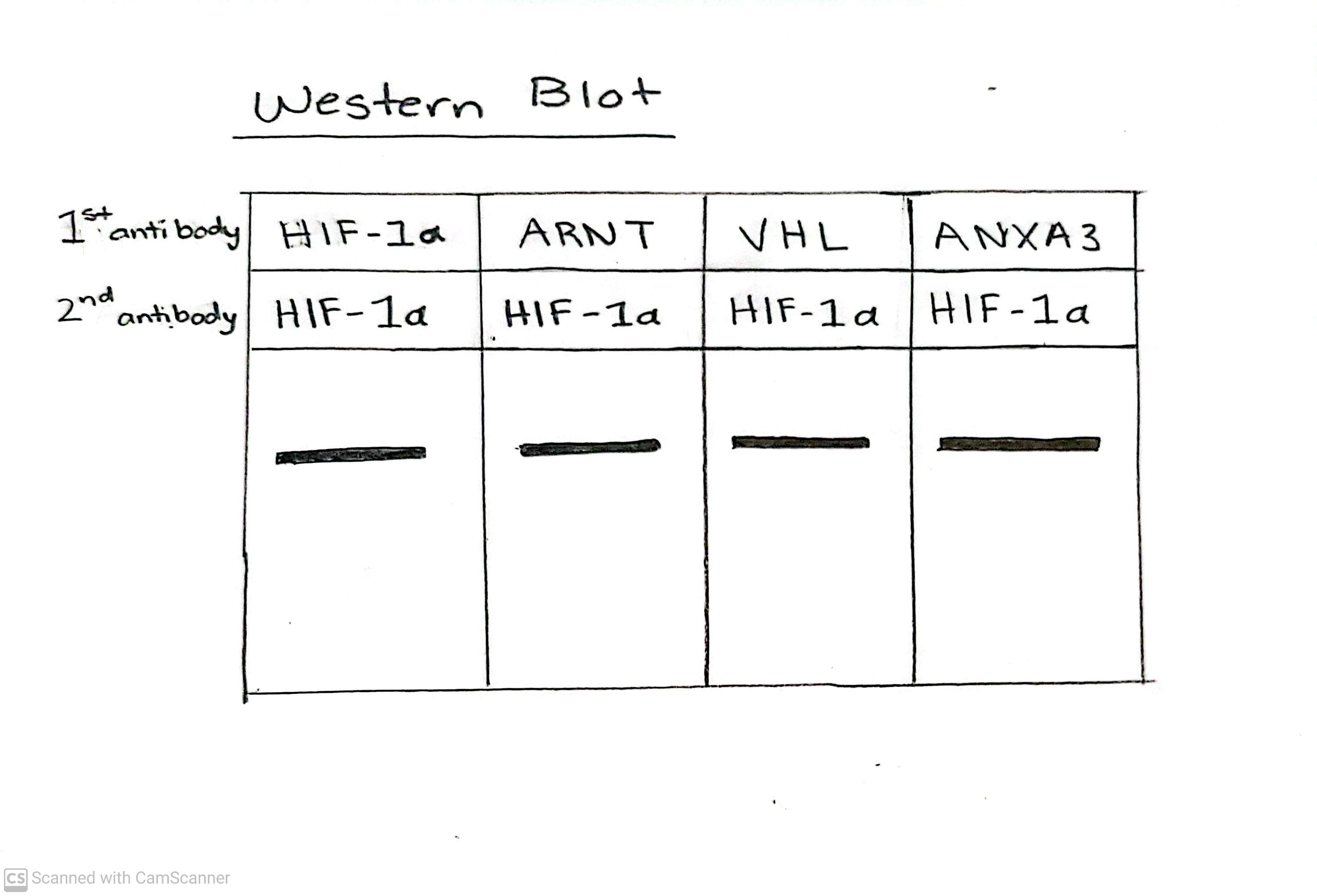 Solved Is this how a western blot would look like for a | Chegg.com