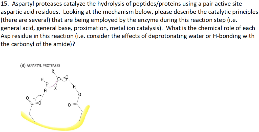 15. Aspartyl proteases catalyze the hydrolysis of | Chegg.com