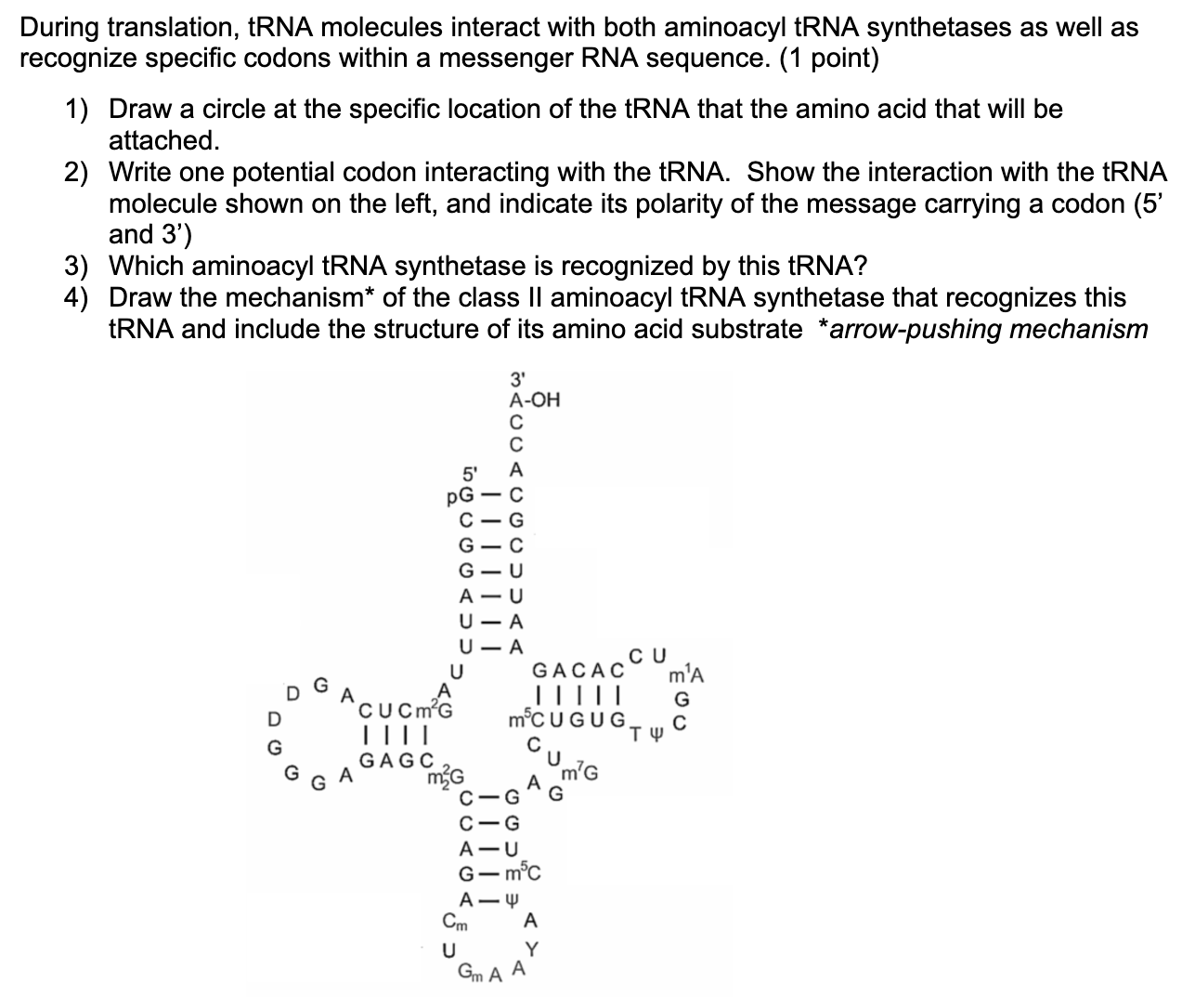 Solved During translation, tRNA molecules interact with both | Chegg.com