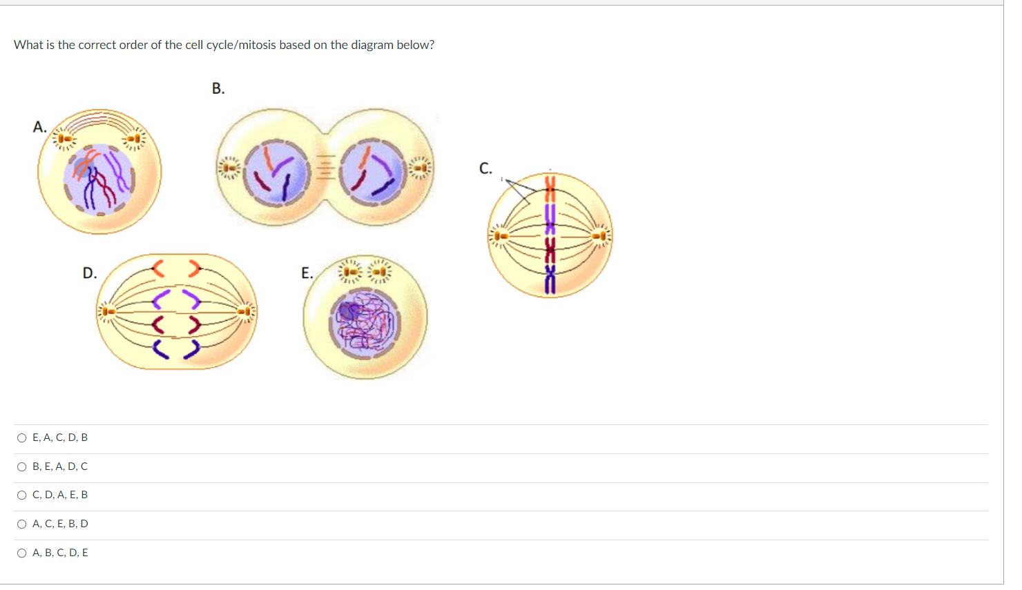 Solved What is the correct order of the cell cycle/mitosis | Chegg.com