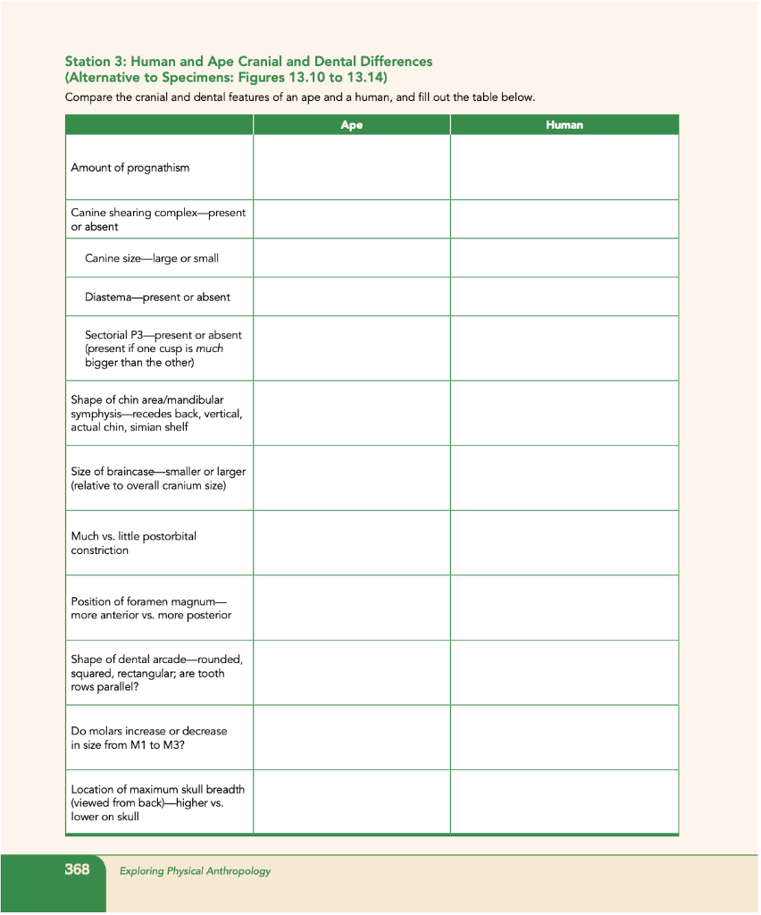 Solved Station 3: Human and Ape Cranial and Dental | Chegg.com