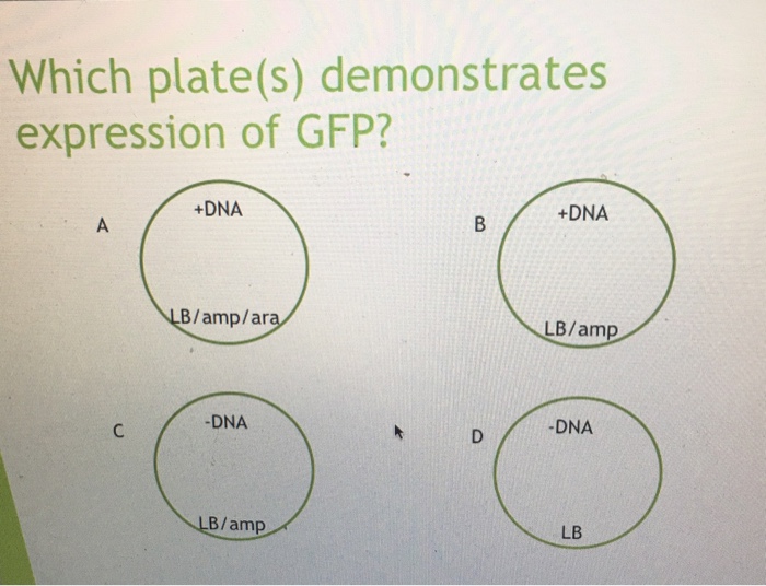 Solved Which plate(s) demonstrates expression of GFP? +DNA | Chegg.com