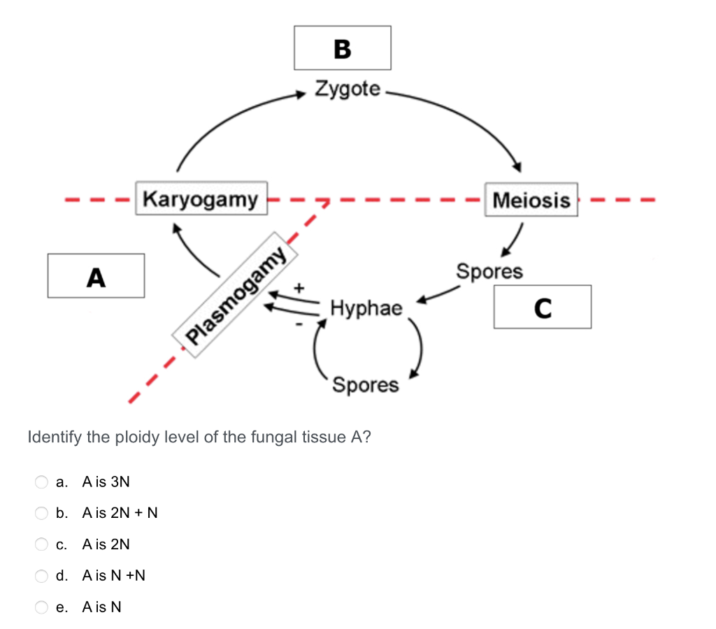 Solved B Zygote Karyogamy Meiosis A Spores C Hyphae | Chegg.com