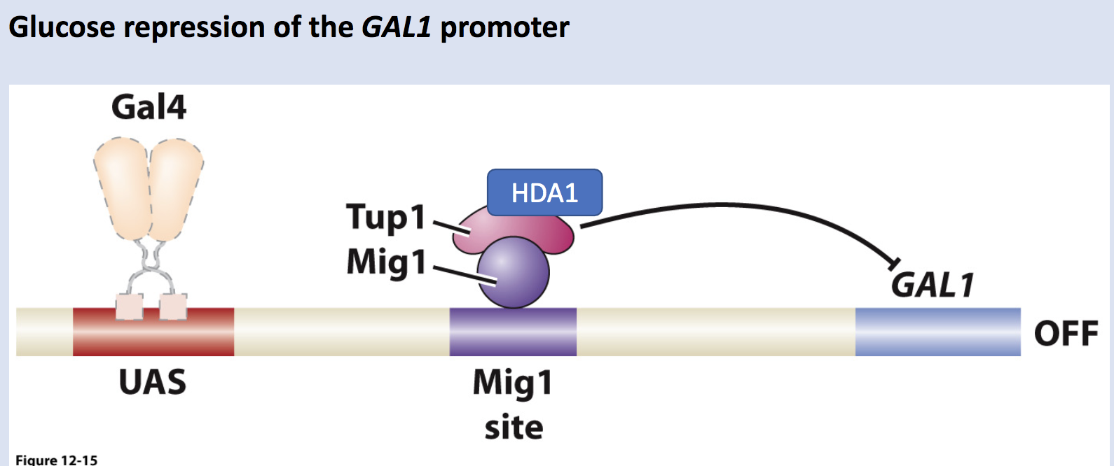Glucose repression of the GAL1 promoter Gal4 HDA1 | Chegg.com