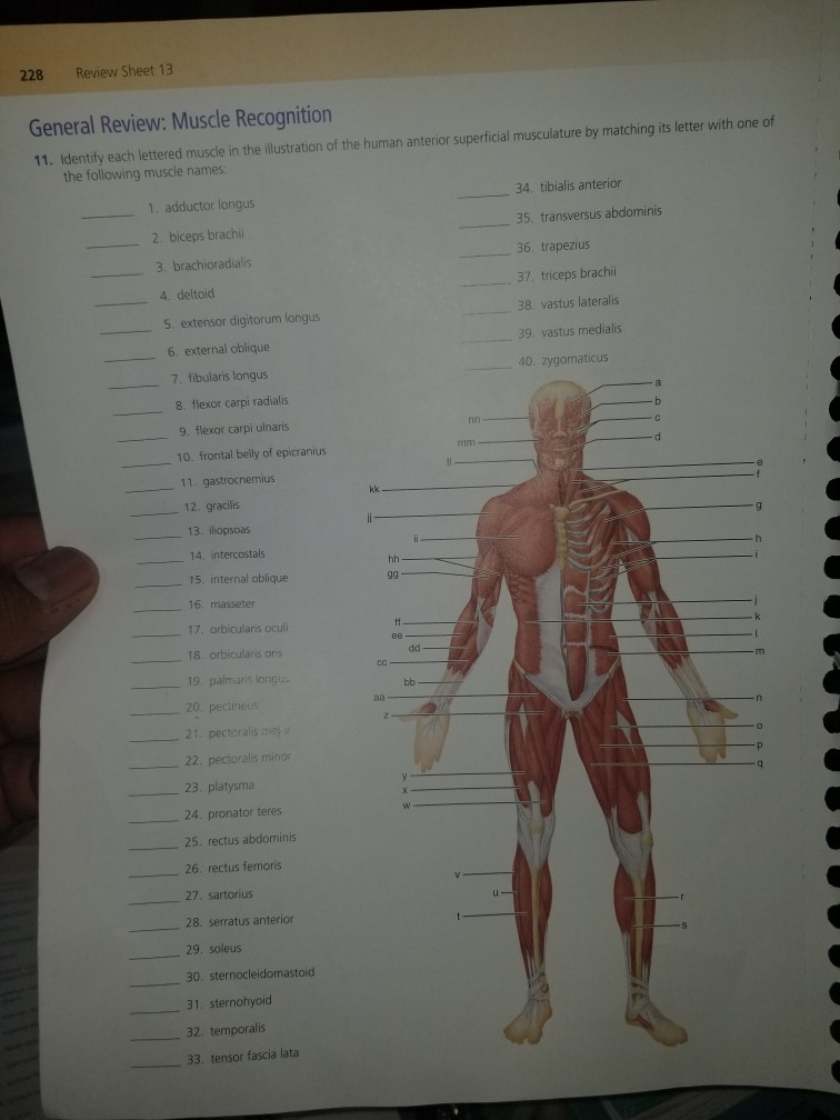 228 Review Sheet 13 General Review: Muscle | Chegg.com 228 Review Sheet 13 General Review: Muscle | Chegg.com
