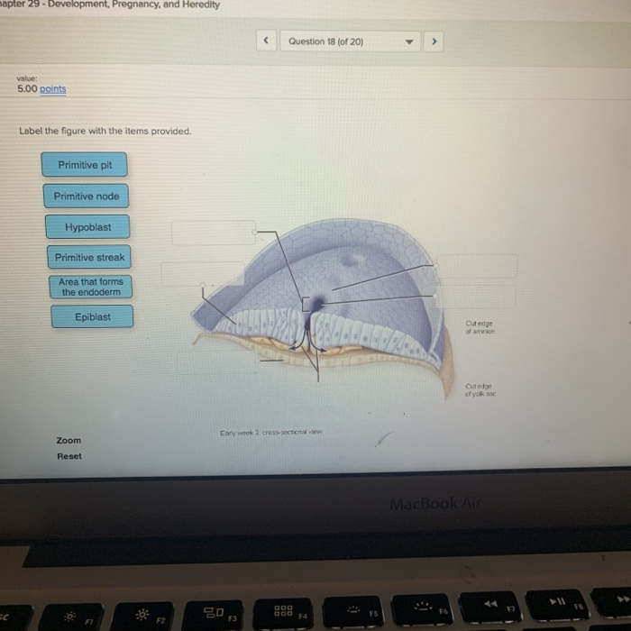 Solved mapter 29 - Development, Pregnancy, and Heredity | Chegg.com