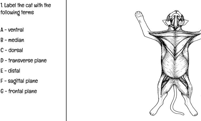 Solved 1. Label the cat with the following terms A - ventral | Chegg.com