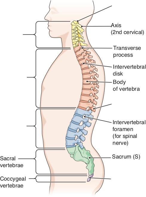 Solved Labels: atlas, cervical vertebrae, coccyx, lumbar | Chegg.com